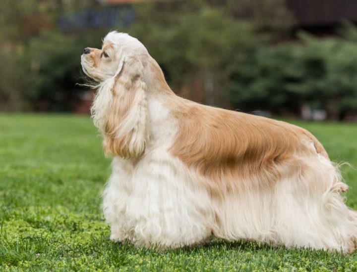 Prevalência de atopia canina em raças específicas – Estudo de caso ...