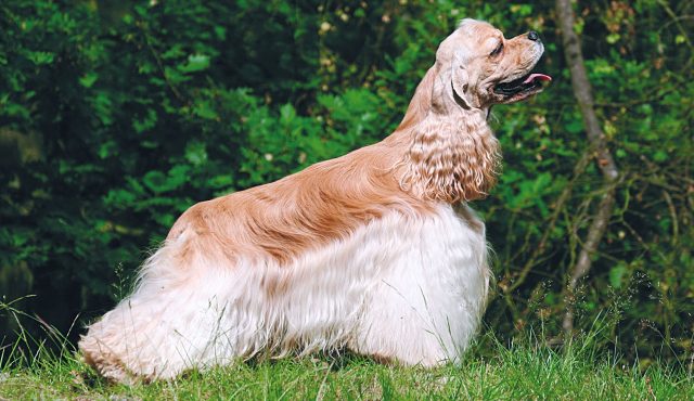 Piodermite em cães: o que é e qual a relação com a raça?