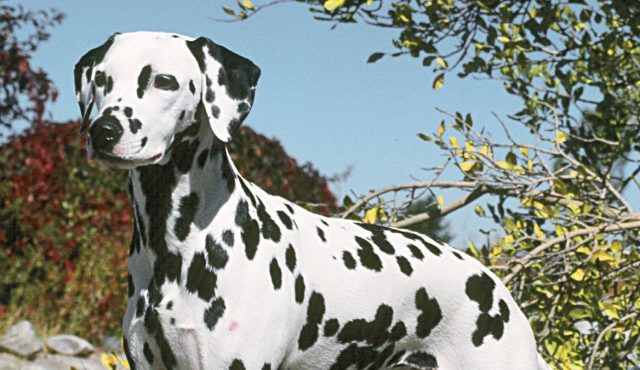 O que é Catnip e quais benefícios a erva oferece aos felinos?