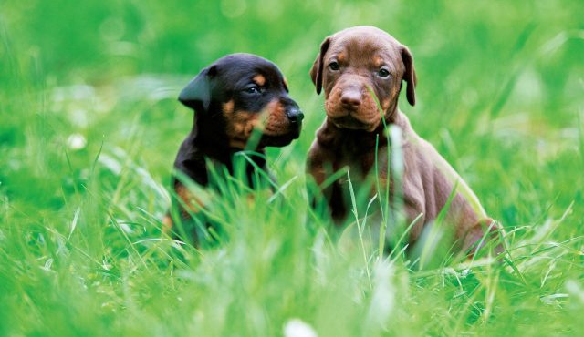 Melena e hematoquezia: como identificar a presença de sangue nas fezes ...