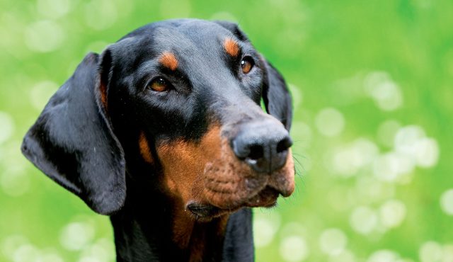 Endocardiose em cães: o que é e como tratar o paciente