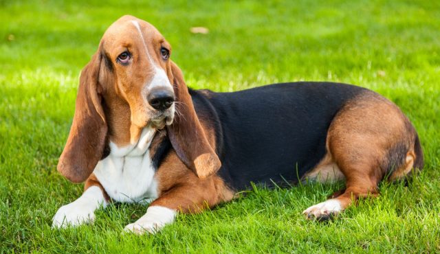 Hiperfosfatemia: Quais os riscos e como corrigir o problema?