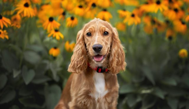 Piodermite em cães: o que é e qual a relação com a raça?