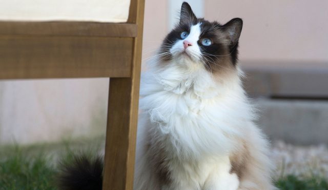 Oxalato de cálcio: quais as principais causas e como tratar?