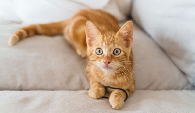 Anorexia em gatos: um sinal clínico comum e inespecífico