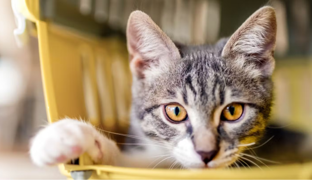 Megaesôfago em cães e gatos: como diagnosticar e tratar