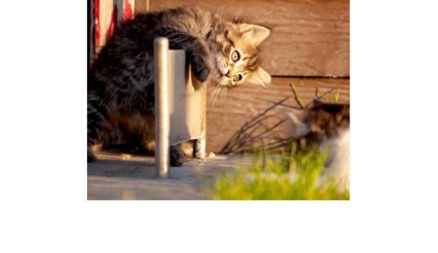 Endocardiose em cães: o que é e como tratar o paciente