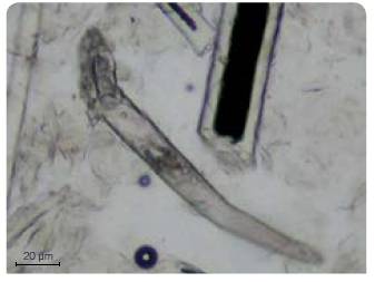 Demodicose: como abordar a sarna demodécica em cães e gatos