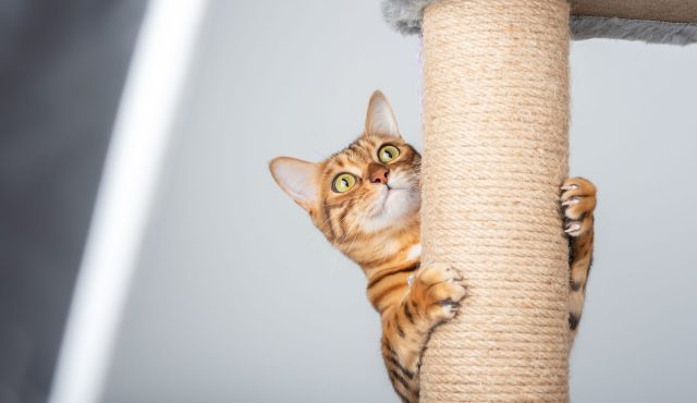 Fenda palatina em cães e gatos: saiba diagnosticar e tratar