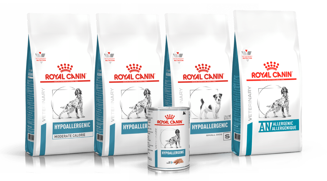 Piodermite em cães: o que é e qual a relação com a raça?