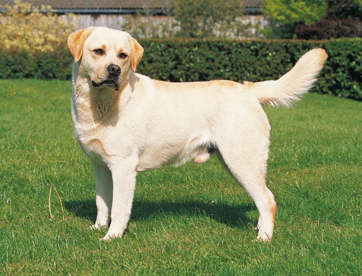 Labrador Retriever e o fator predisponente à obesidade