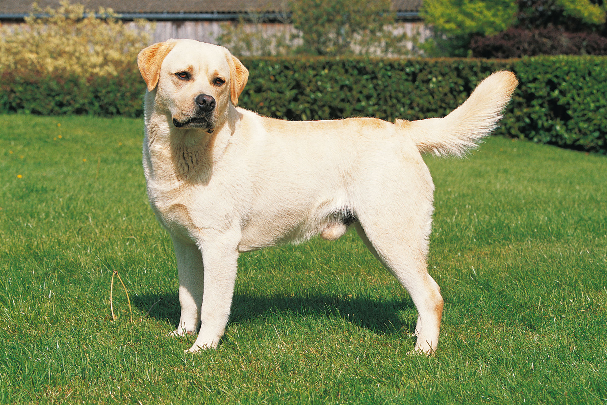 Labrador Retriever e o fator predisponente à obesidade