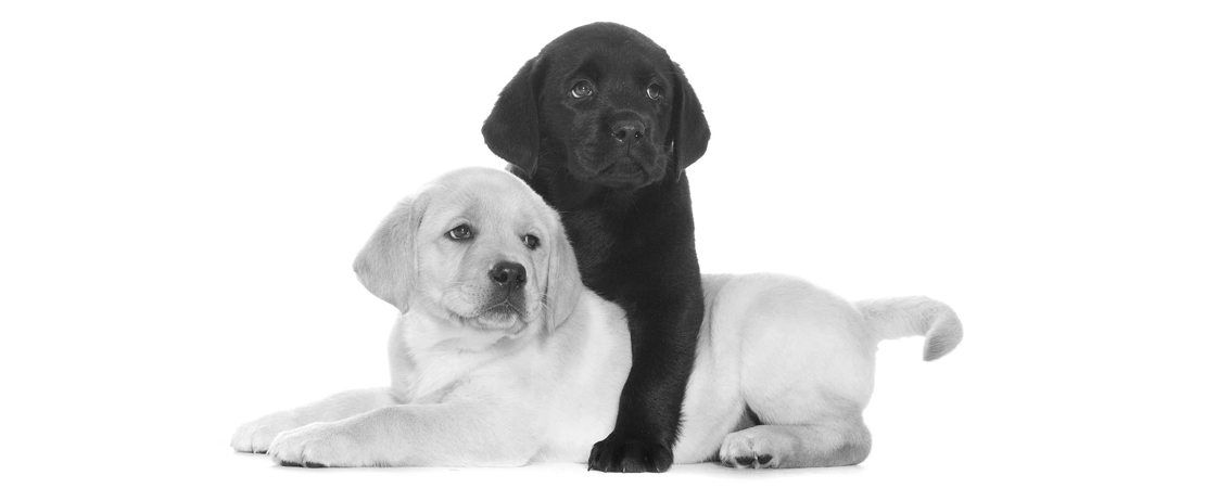 Labrador Retriever e o fator predisponente à obesidade