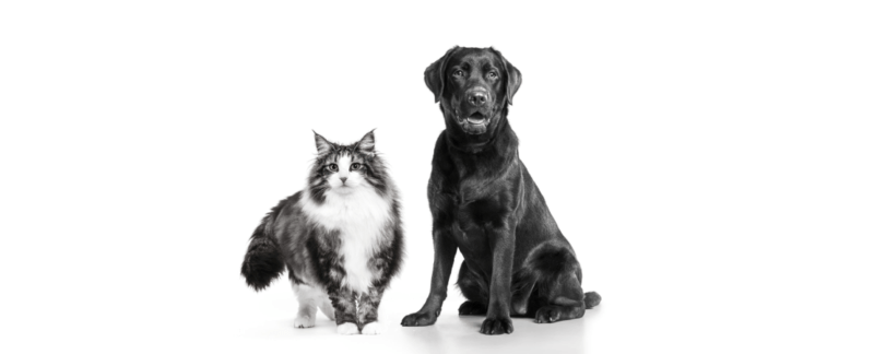 Endocardiose em cães: o que é e como tratar o paciente