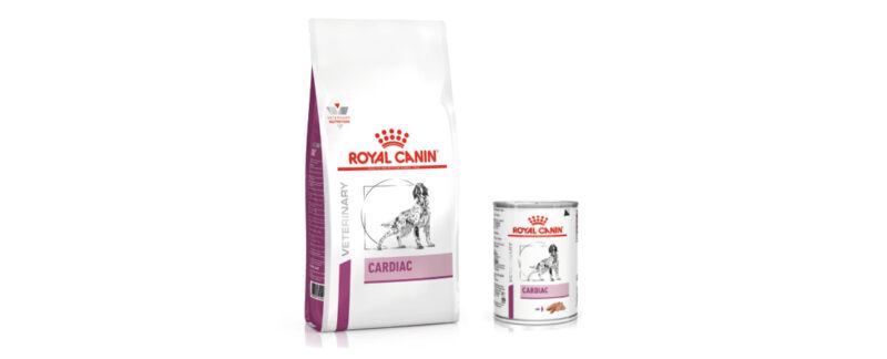 Endocardiose em cães: o que é e como tratar o paciente