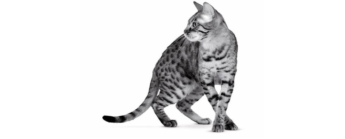 FIV Felina: conheça os principais aspectos da doença