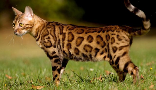 O que é Catnip e quais benefícios a erva oferece aos felinos?