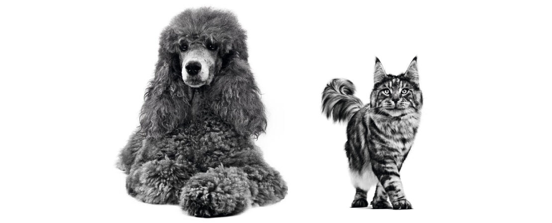 Hiperfosfatemia: Quais os riscos e como corrigir o problema?