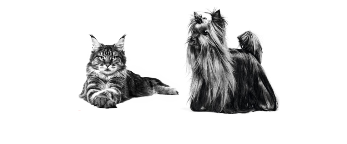 Dermatofitose em gatos e cães: saiba como diagnosticar e tratar