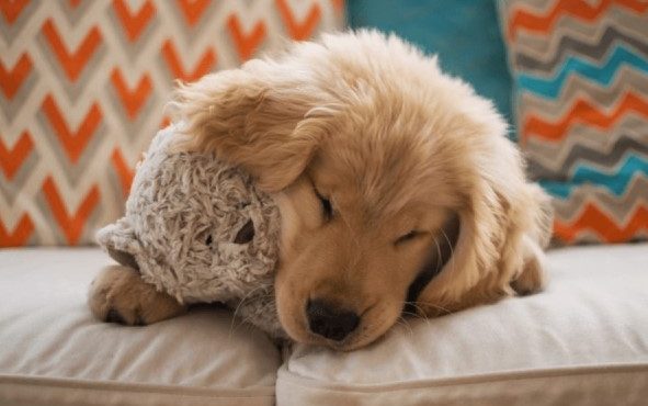 Endocardiose em cães: o que é e como tratar o paciente