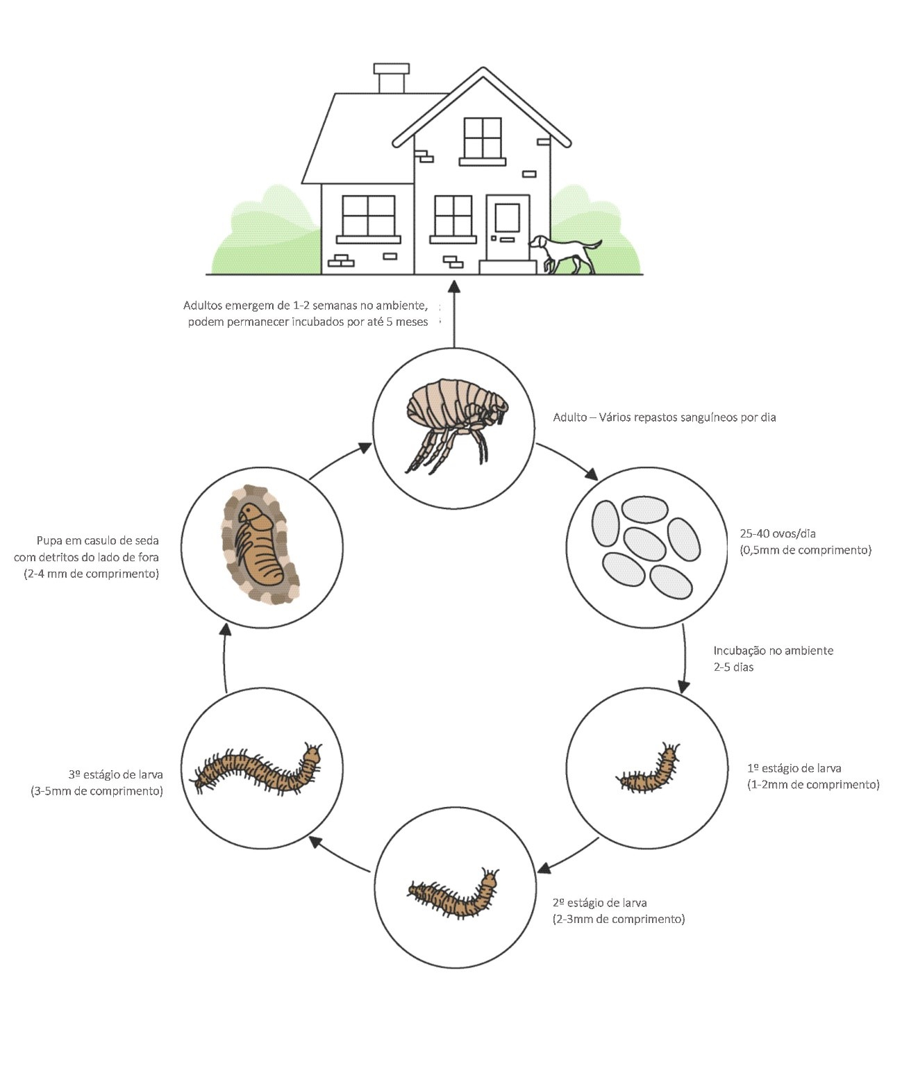 Puliciose em cães e gatos: controlando a infestação de pulgas