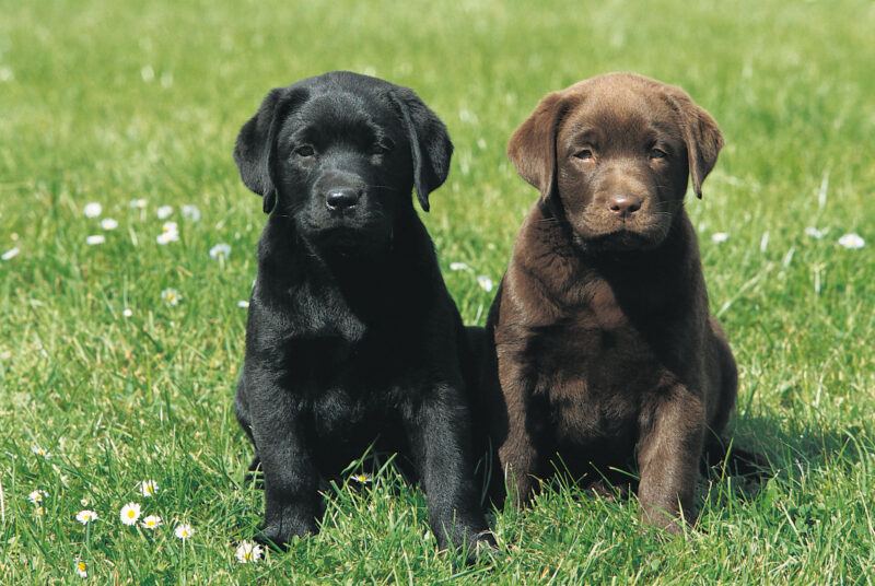 Labrador Retriever: conheça as principais particularidades da raça!