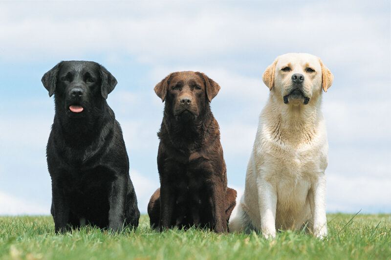 Labrador Retriever: conheça as principais particularidades da raça!
