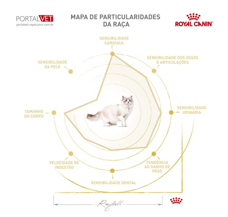 Gato Ragdoll: os aspectos de saúde e as características da raça