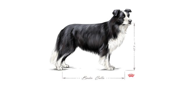 Ômega 3: o que é e qual a sua importância para cães e gatos