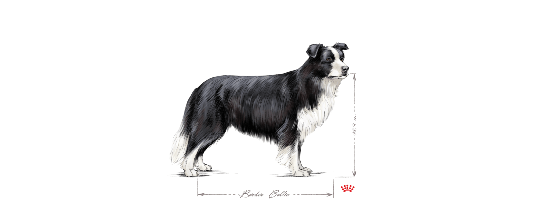 Conhecendo a raça Border Collie e suas principais características