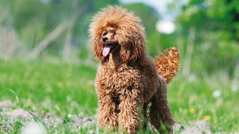 Poodle: conheça os principais aspectos de saúde da raça!