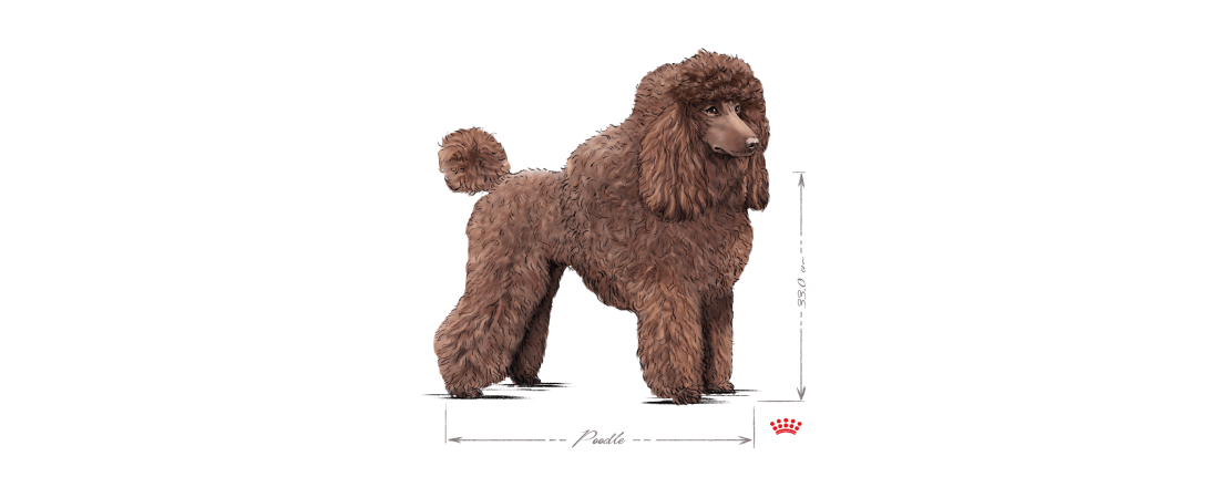 British Shorthair: veja as principais características da raça felina!