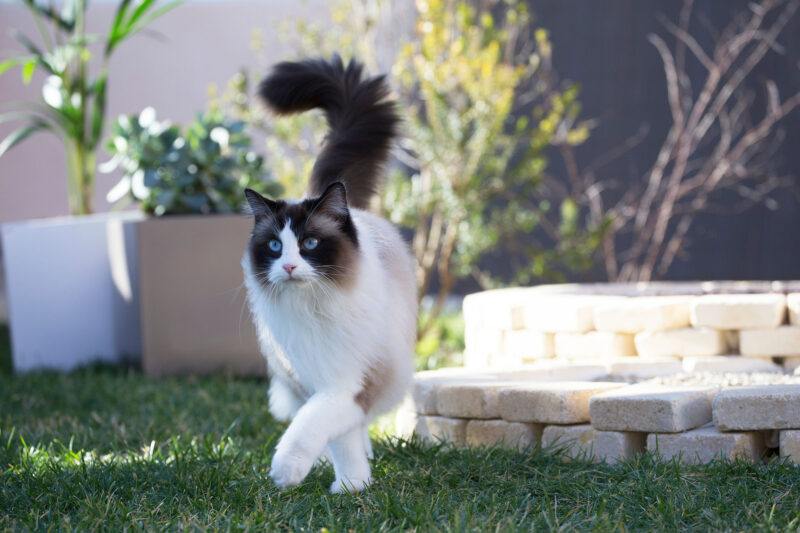 Gato Ragdoll: os aspectos de saúde e as características da raça