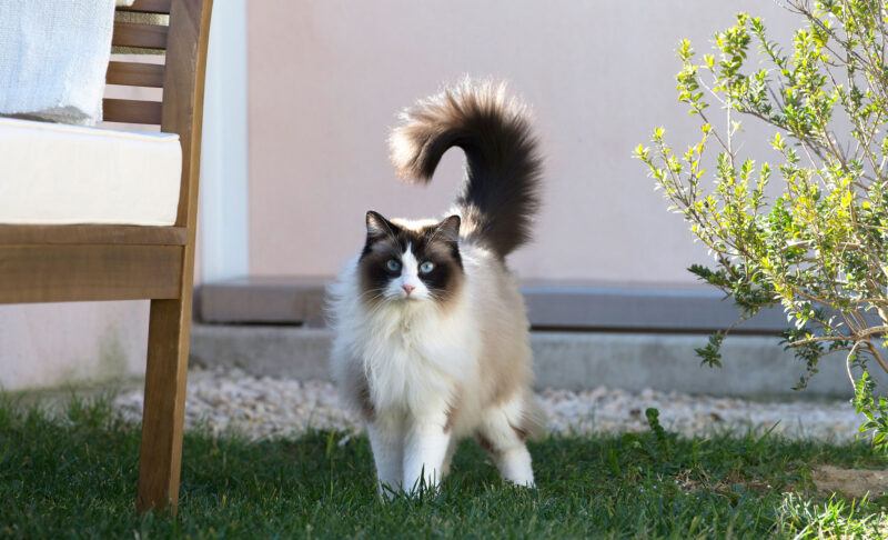 Gato Ragdoll: os aspectos de saúde e as características da raça