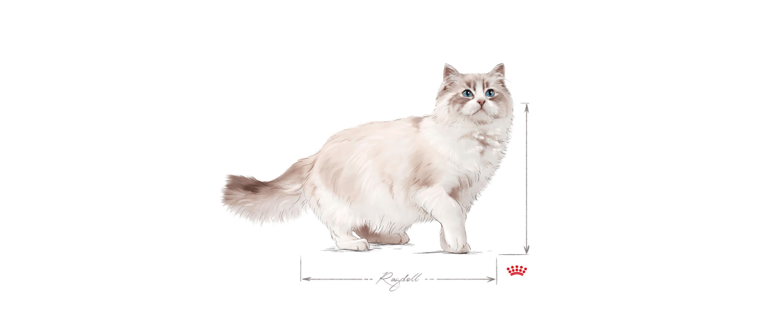 Gato Ragdoll: os aspectos de saúde e as características da raça