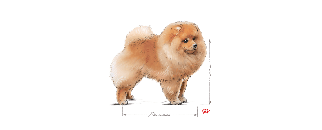 Labrador Retriever: conheça as principais particularidades da raça!