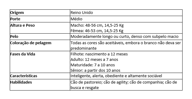 Conhecendo a raça Border Collie e suas principais características