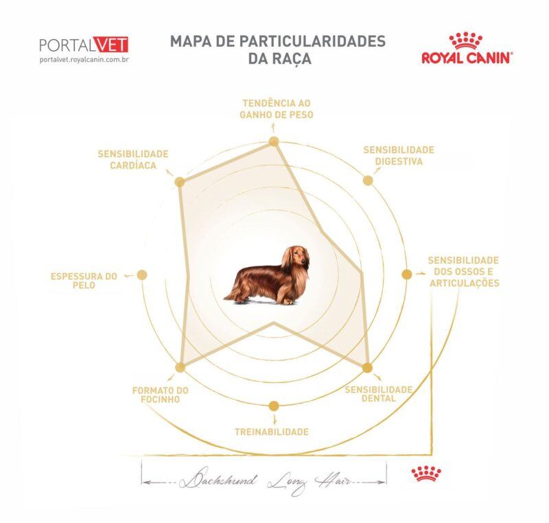 Dachshund: as principais características de saúde da raça!