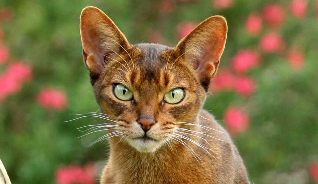 Melena e hematoquezia: como identificar a presença de sangue nas fezes ...