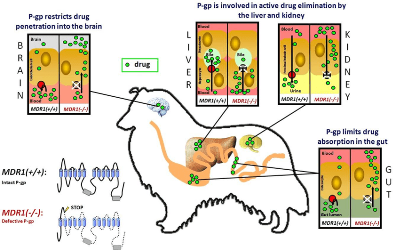 Mutação do gene MDR1 em cães: conheça as raças mais predispostas