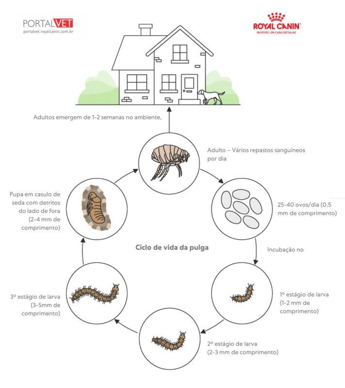 Dipilidiose em cães e gatos: diagnóstico, manejo e prevenção do ...