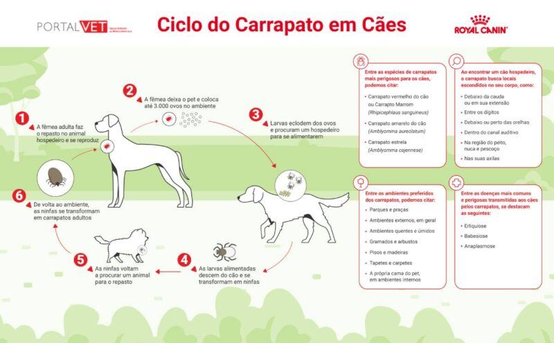 Ciclo De Vida Do Carrapato Da Doenca De Lyme