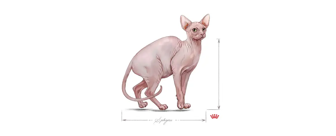 Gato Maine Coon: conheça as principais características da raça