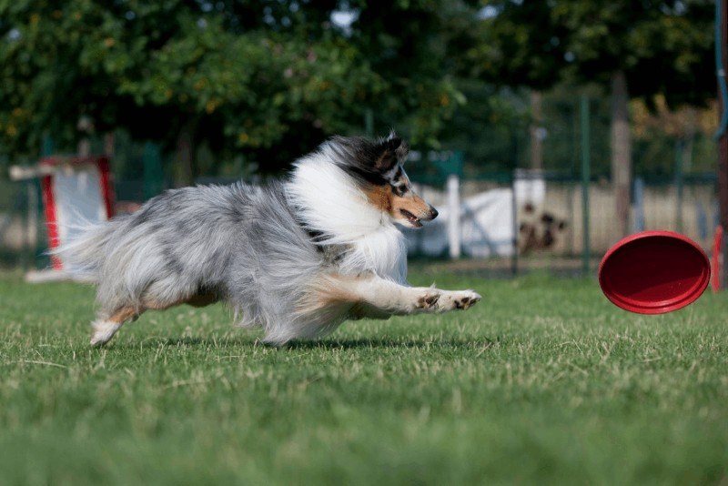 Saiba tudo sobre a raça Pastor de Shetland