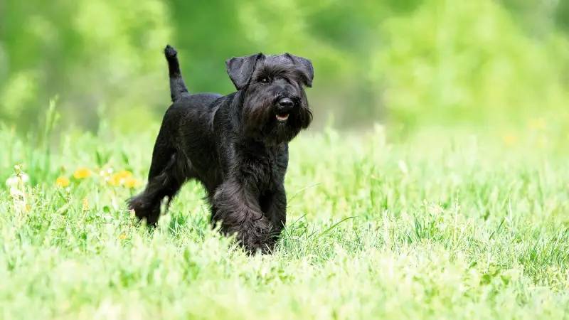 Principais características da raça Schnauzer