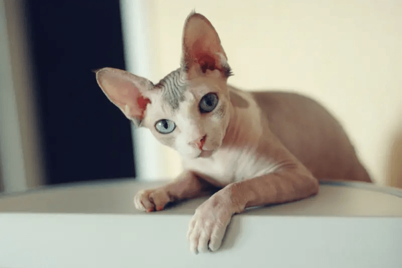 Gato Sphynx: conheça as principais características do felino
