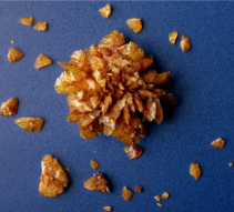 Urolitíase felina: principais causas e a relação com a alimentação