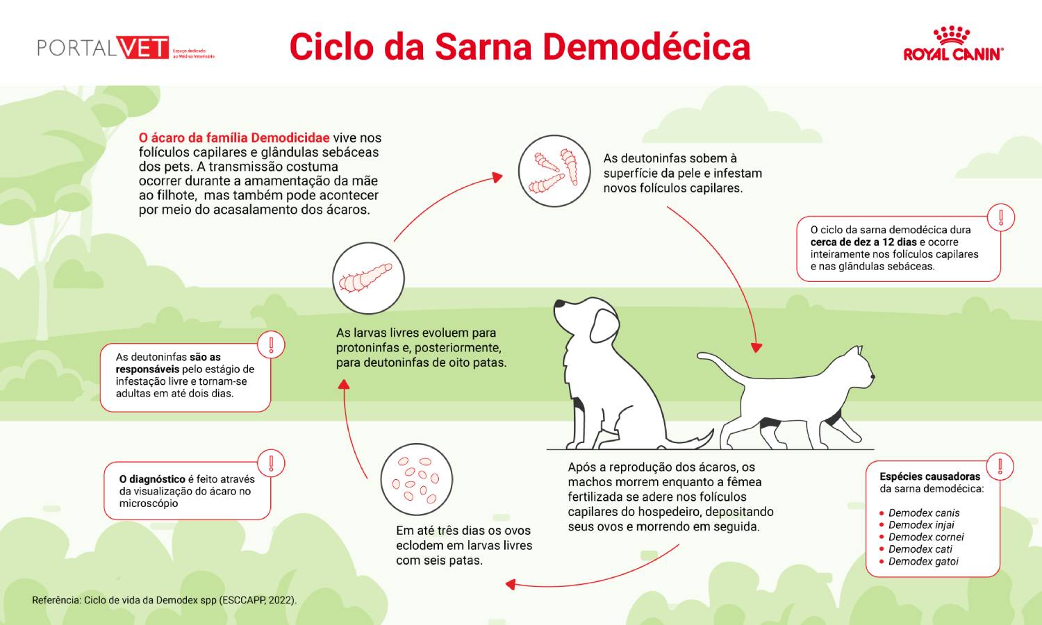 Tratamento De Sarna Demodecica Localizada
