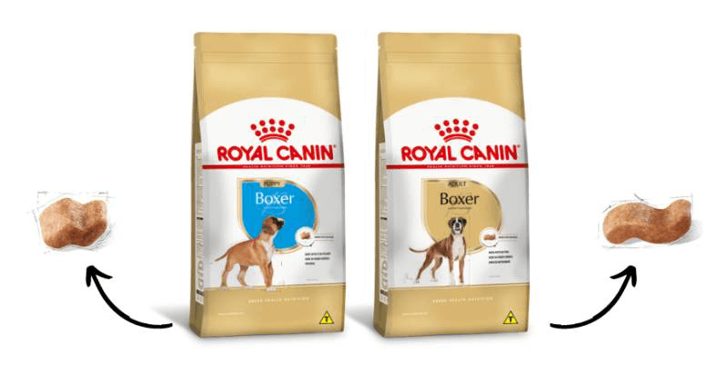 Raça Boxer: conheça as principais características de saúde