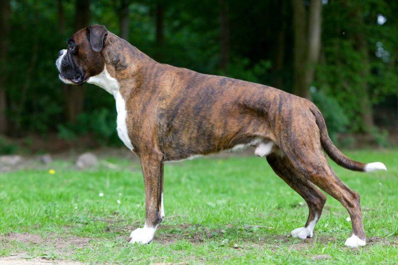 Raça Boxer: conheça as principais características de saúde